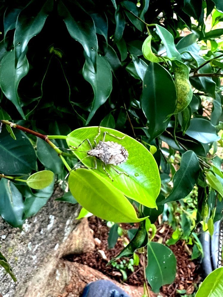 Solve Its a Bug jigsaw puzzle online with 48 pieces