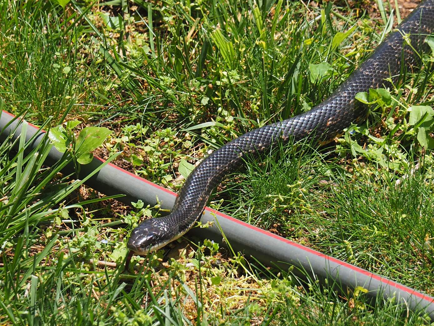 Jigsaw Puzzle | Look First | 35 pieces | Jigidi