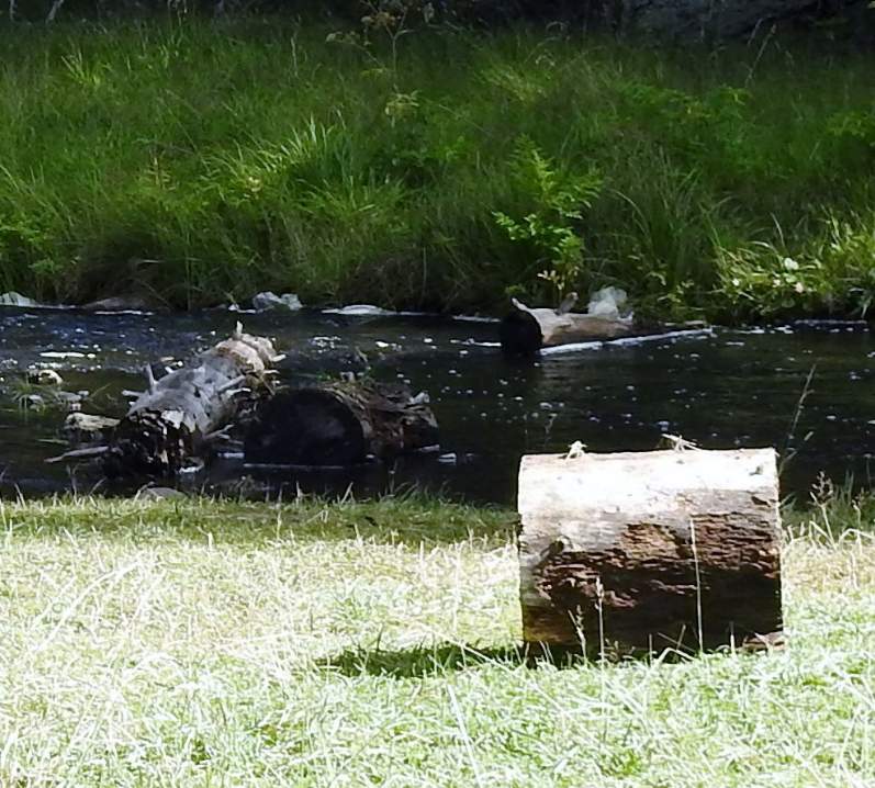 Solve Logs, river and greens. jigsaw puzzle online with 9 pieces