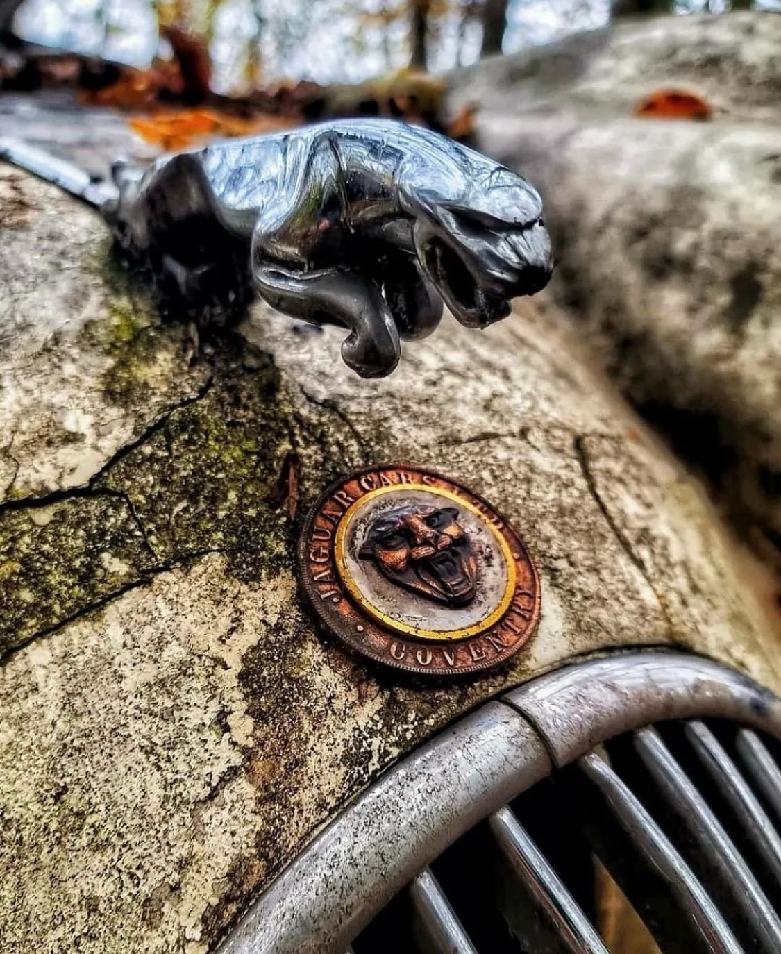 Solve Jaguar jigsaw puzzle online with 63 pieces