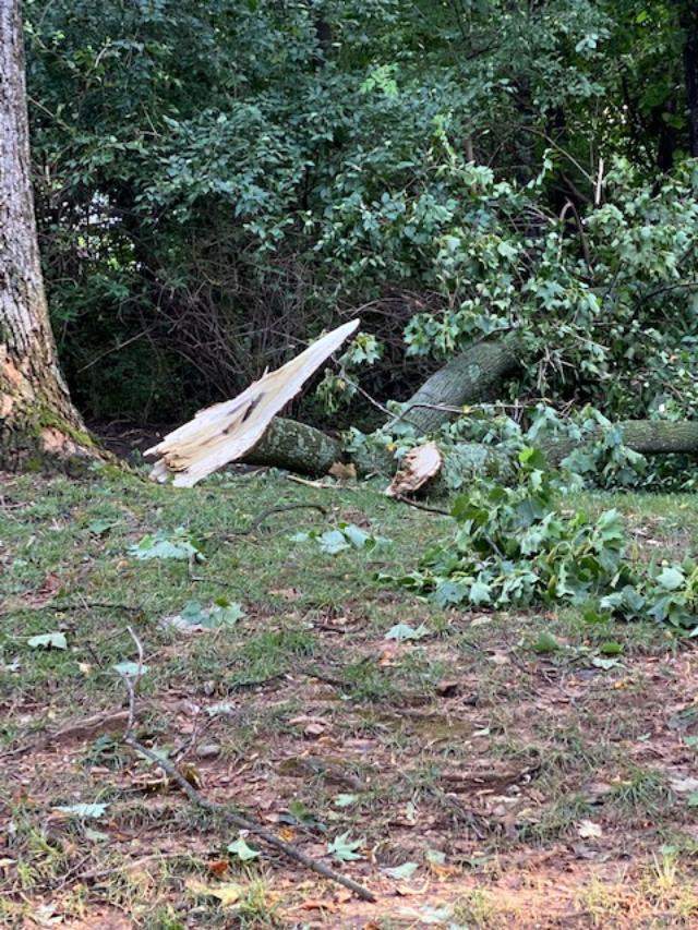 Solve Large branch 7-28-22 jigsaw puzzle online with 20 pieces