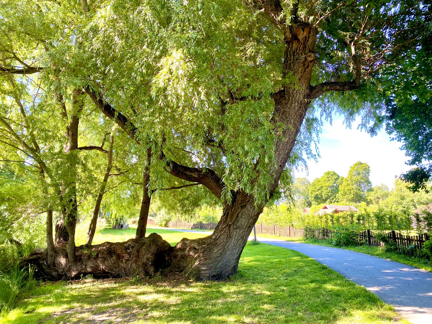 Solve Walk along the willow shore jigsaw puzzle online with 63 pieces