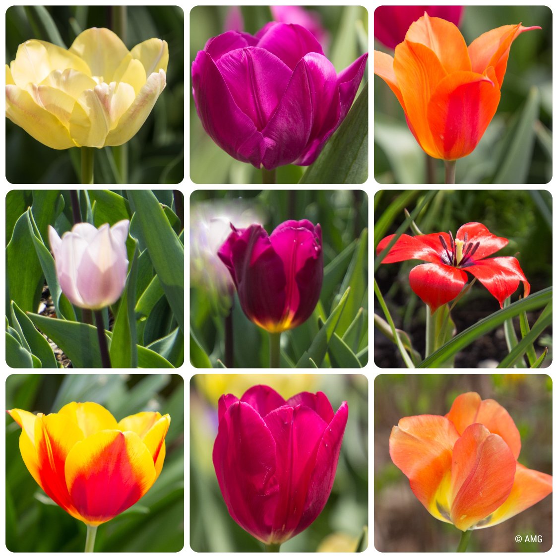 Jigsaw Puzzle | 9 pieces | Brookside Garden Tulips | Jigidi