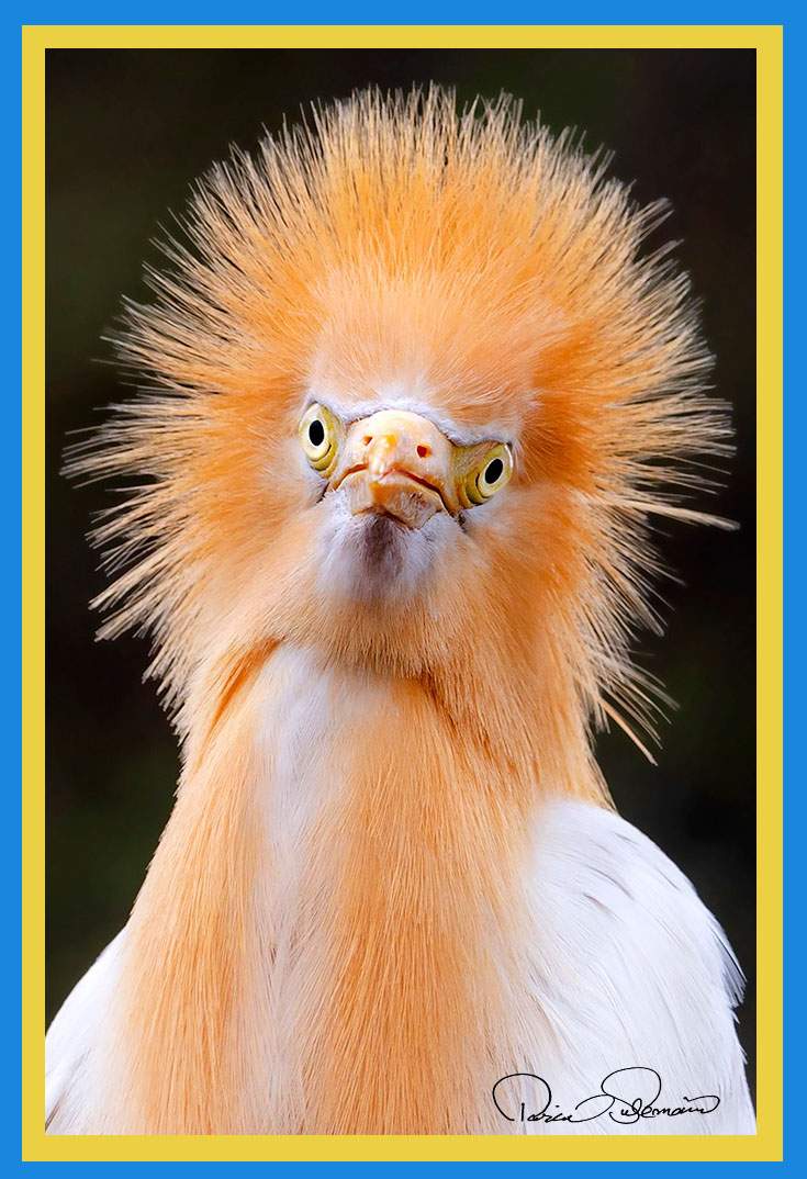 Solve Cattle Egret jigsaw puzzle online with 70 pieces