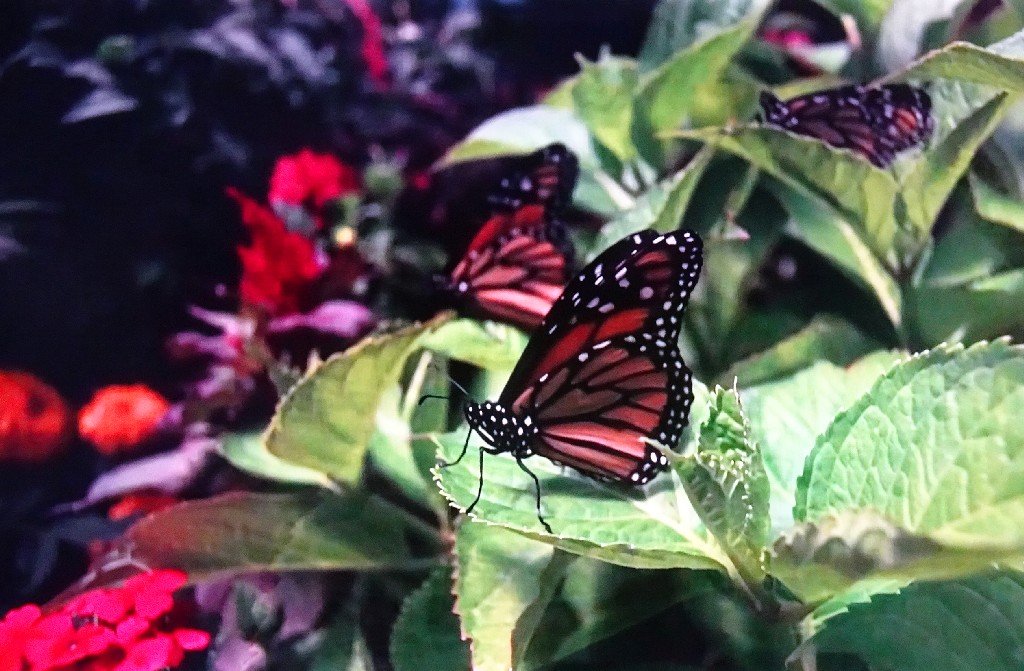 Solve Butteflies jigsaw puzzle online with 40 pieces