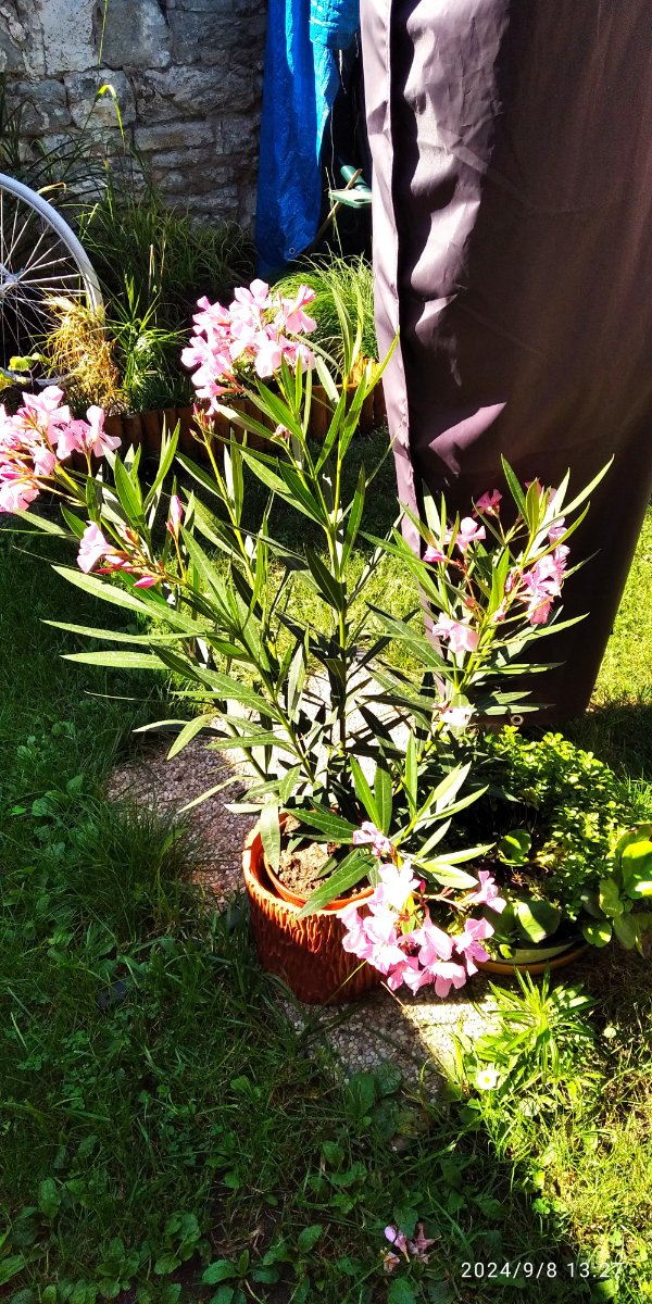 Solve Ani růžový oleandr nezůstal bez květů.Původní poupata na obou ...