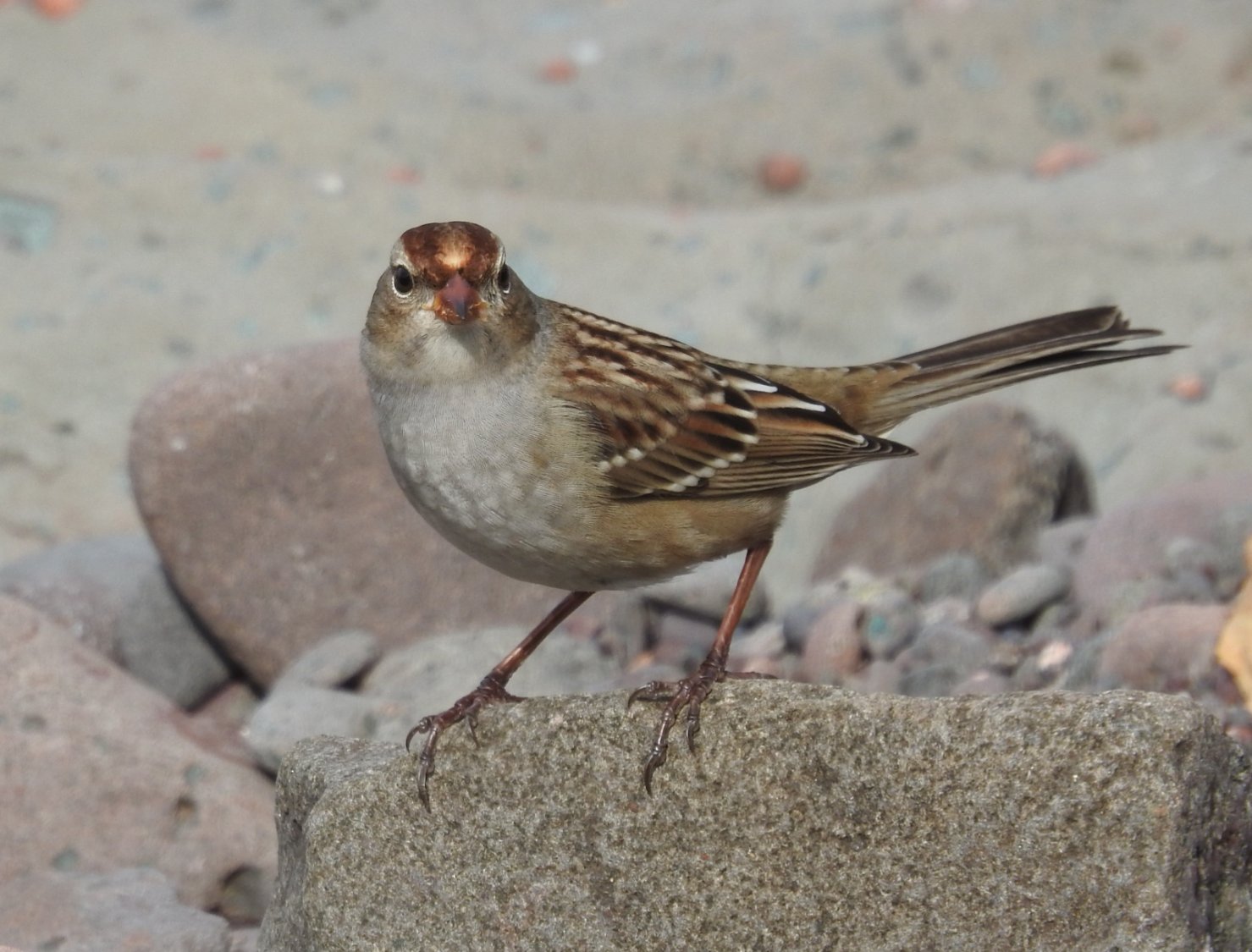 Solve first year White-crowned Sparrow jigsaw puzzle online with 12 pieces
