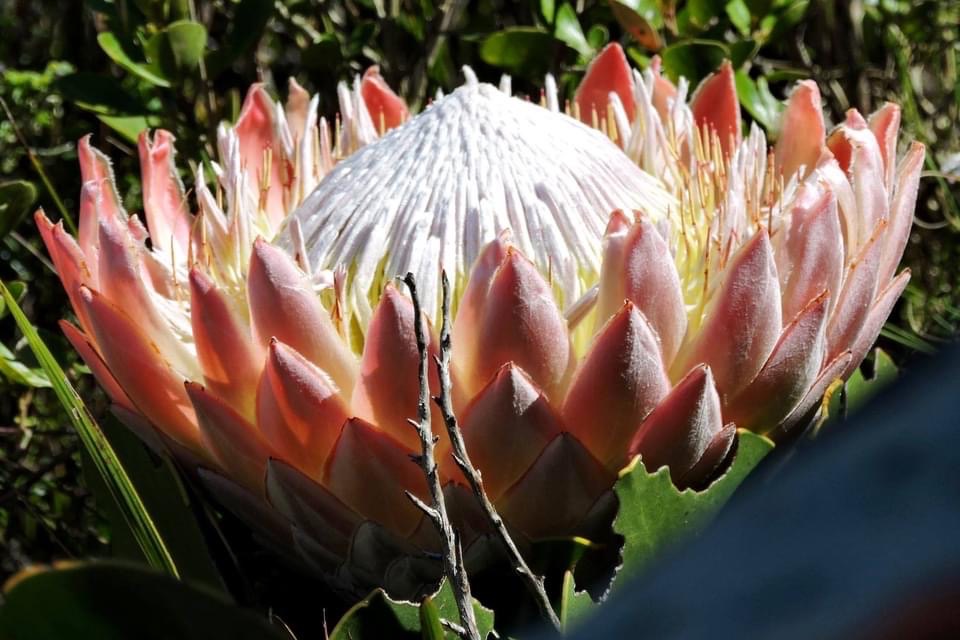 Solve King Protea jigsaw puzzle online with 77 pieces