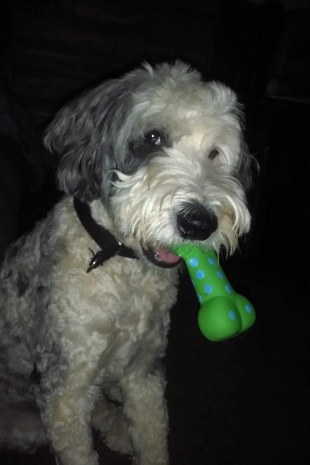 Solve Do You Like My Bone? jigsaw puzzle online with 96 pieces