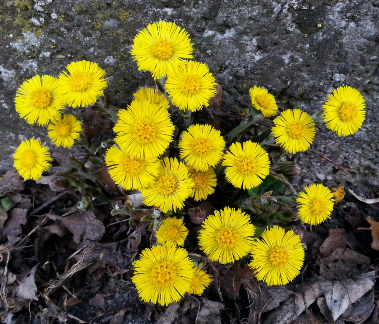 Solve Urban Biodiversity jigsaw puzzle online with 30 pieces