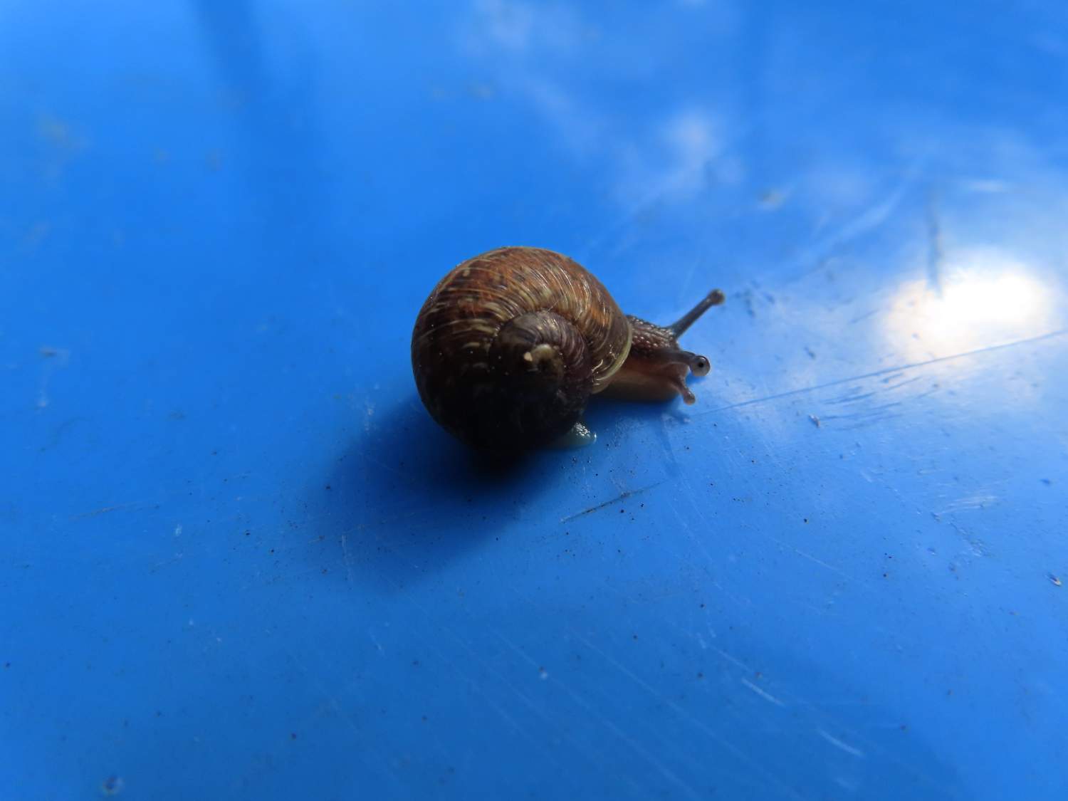 Solve A snail - a most fascinating creature jigsaw puzzle online with ...