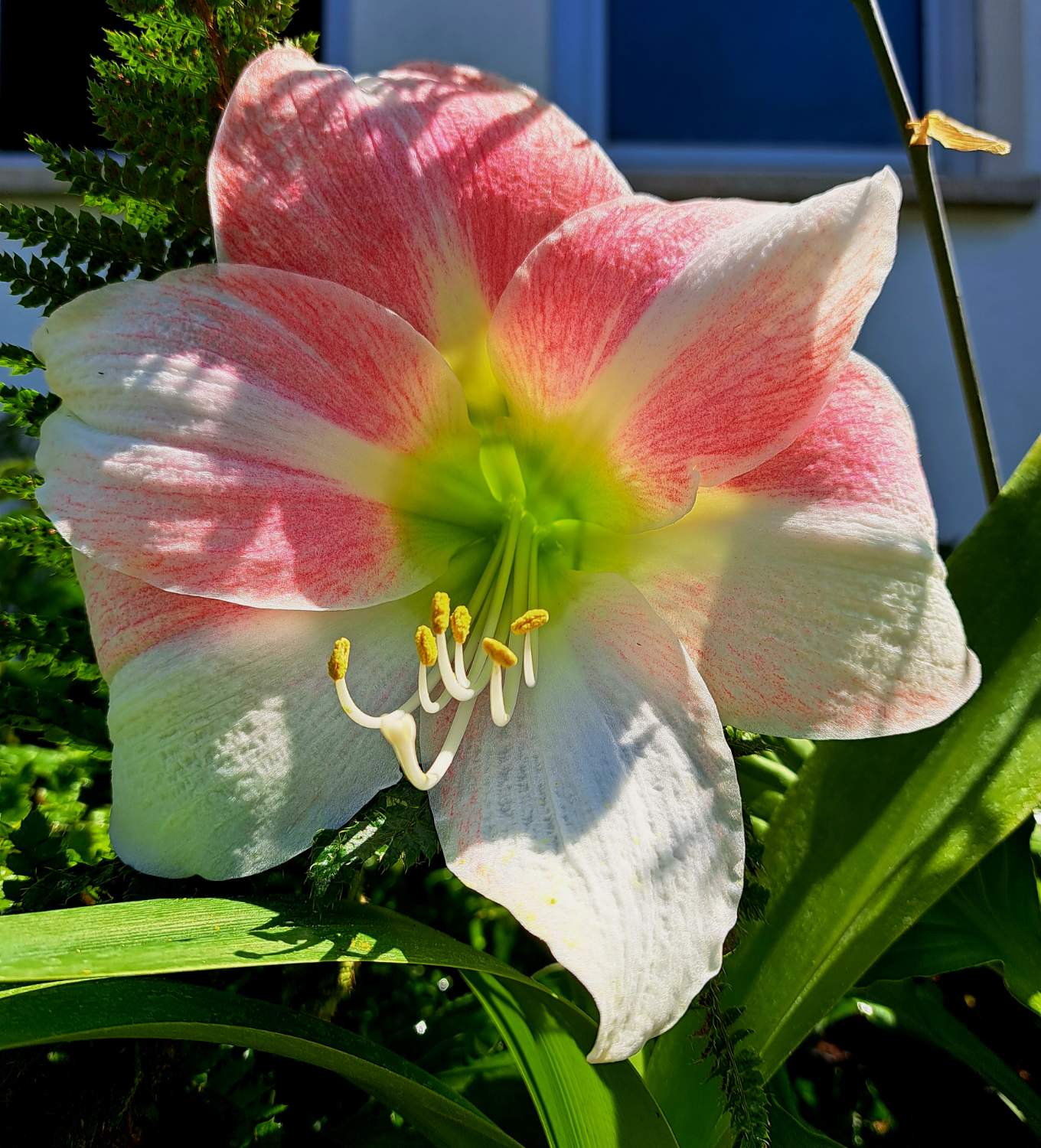 Solve Hippeastrum 'Rosy Star' jigsaw puzzle online with 120 pieces