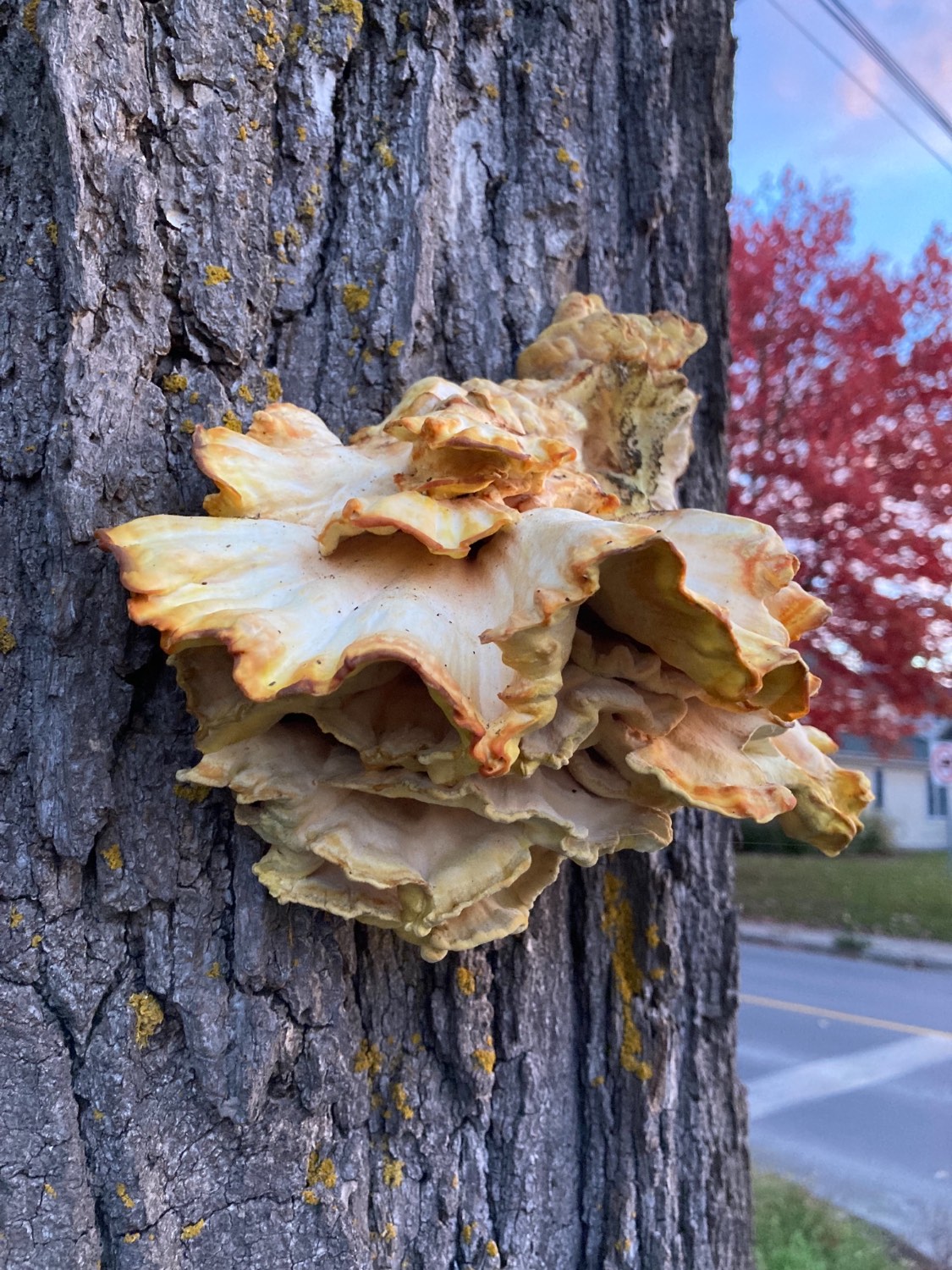 Solve Frilly Fun Fungus jigsaw puzzle online with 108 pieces