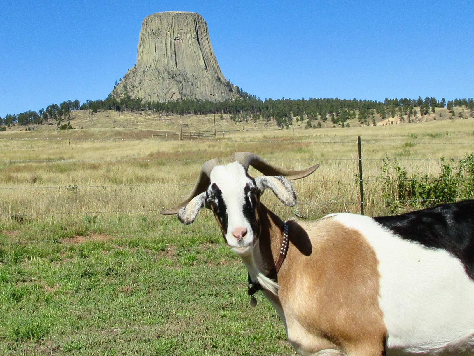 Solve Finn at Devils Tower jigsaw puzzle online with 130 pieces