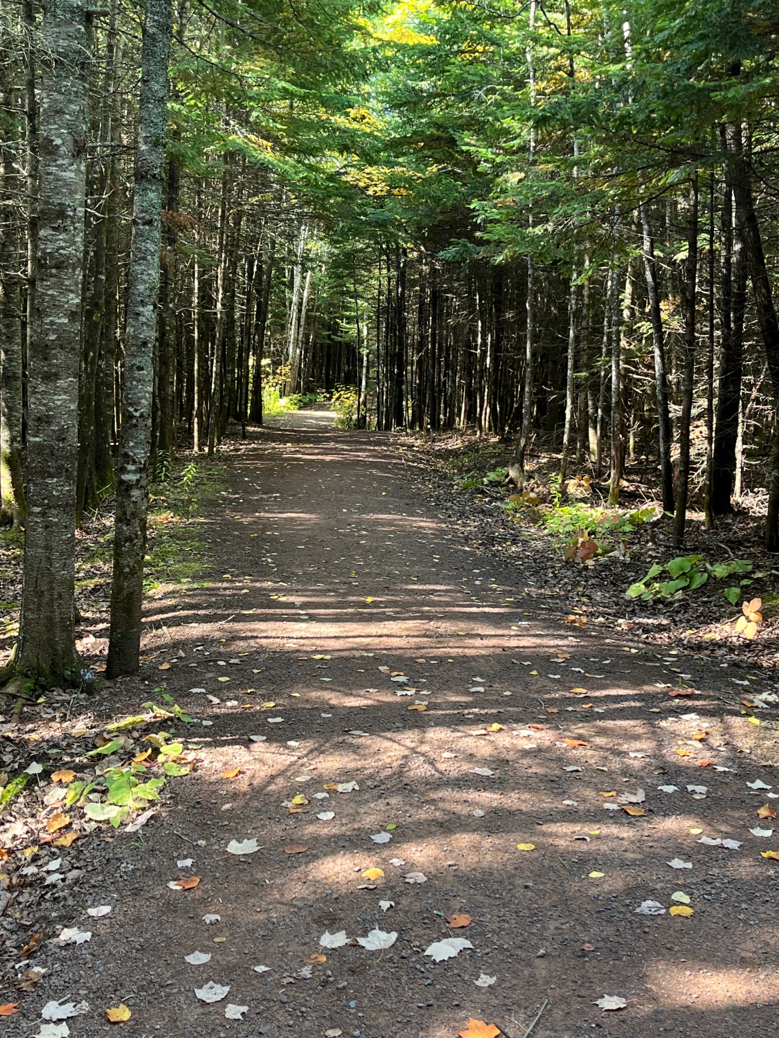 Solve Mapleton Park, Moncton, NB jigsaw puzzle online with 588 pieces