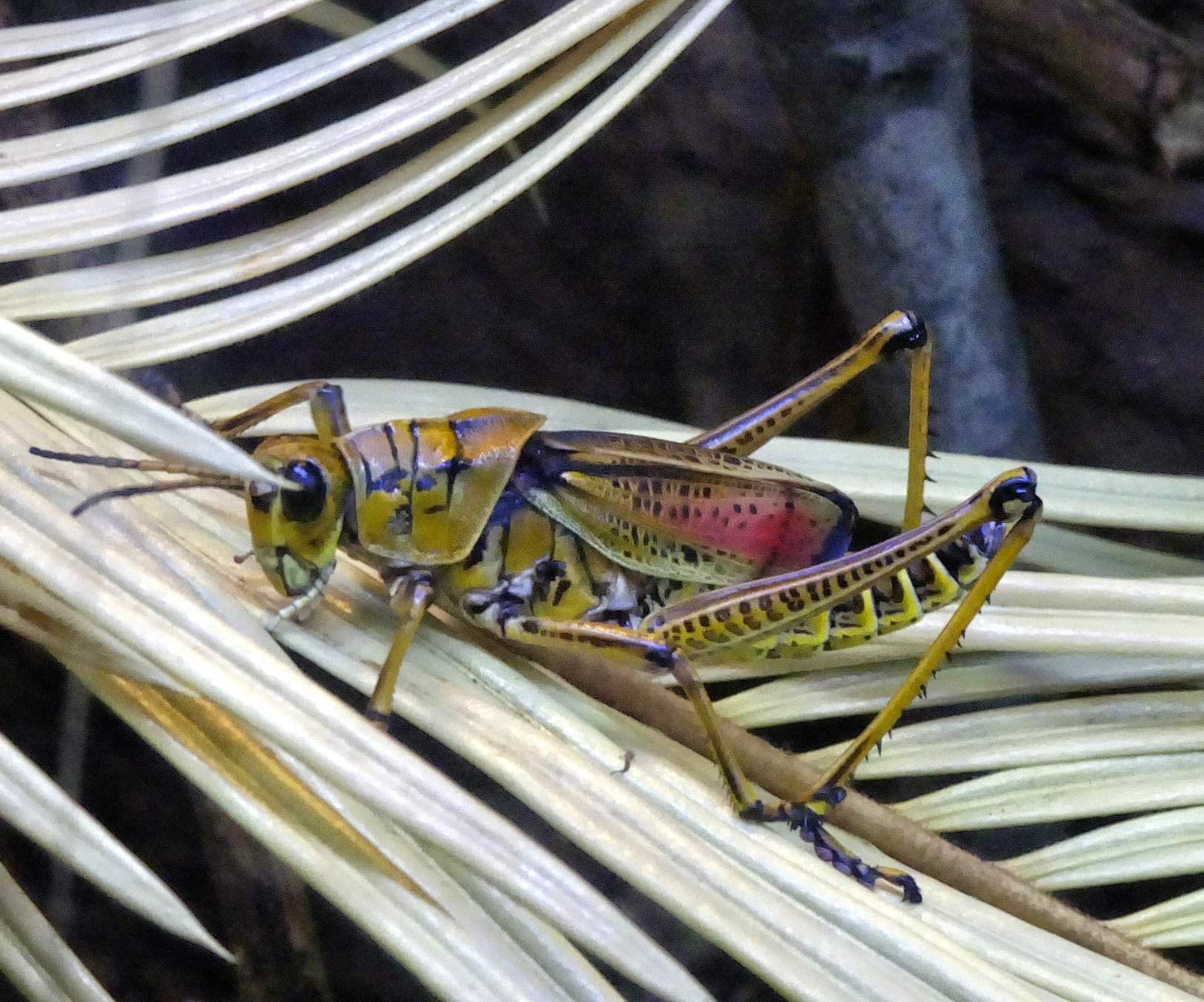 Solve San Diego Zoo - Grasshopper jigsaw puzzle online with 143 pieces