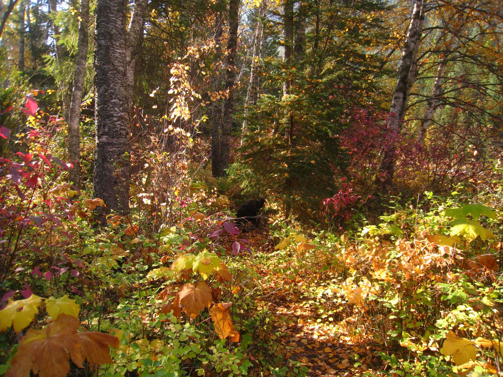 Solve Shades of a fall forest jigsaw puzzle online with 140 pieces