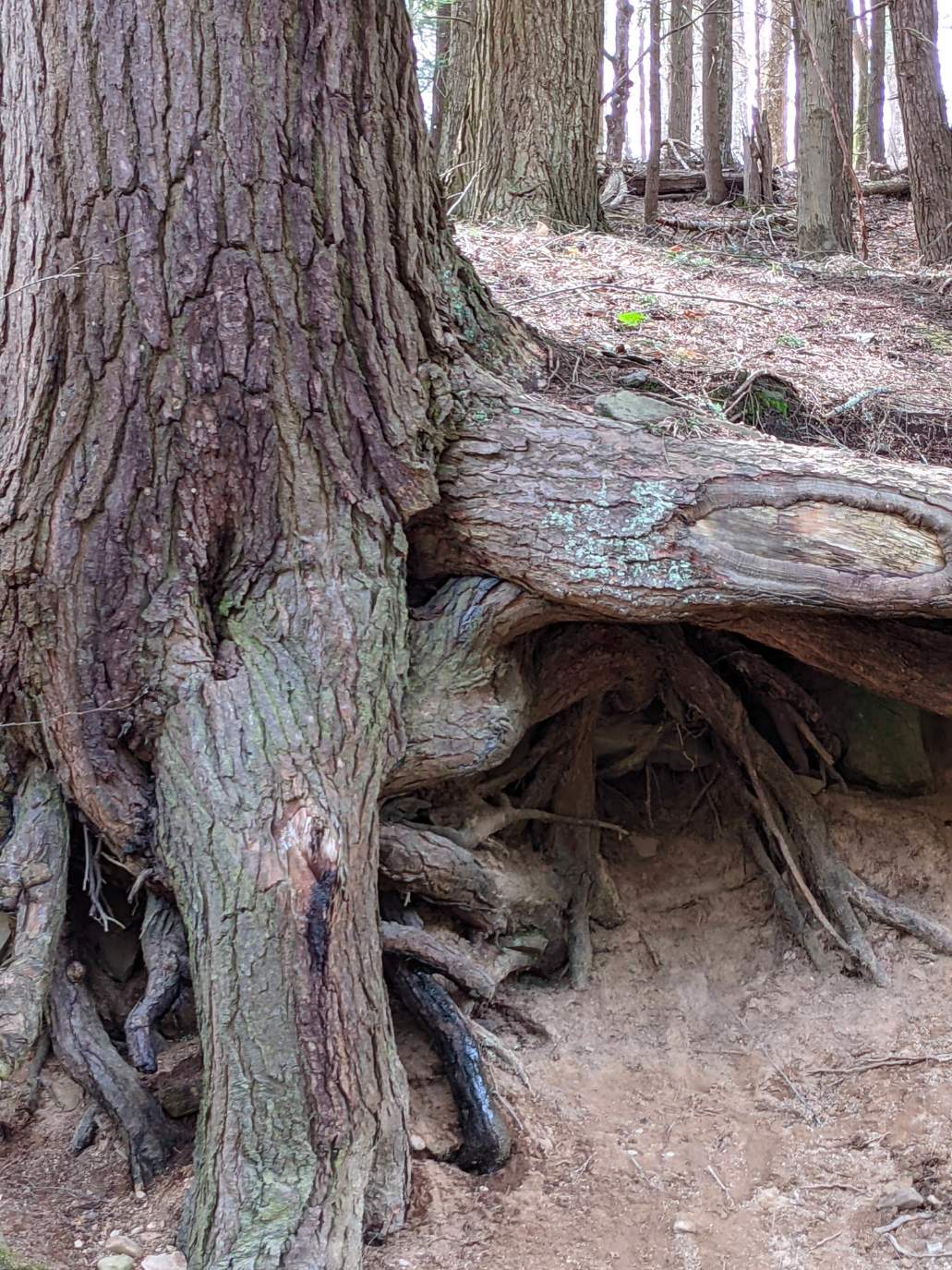 Solve Hemlock-tree roots jigsaw puzzle online with 88 pieces