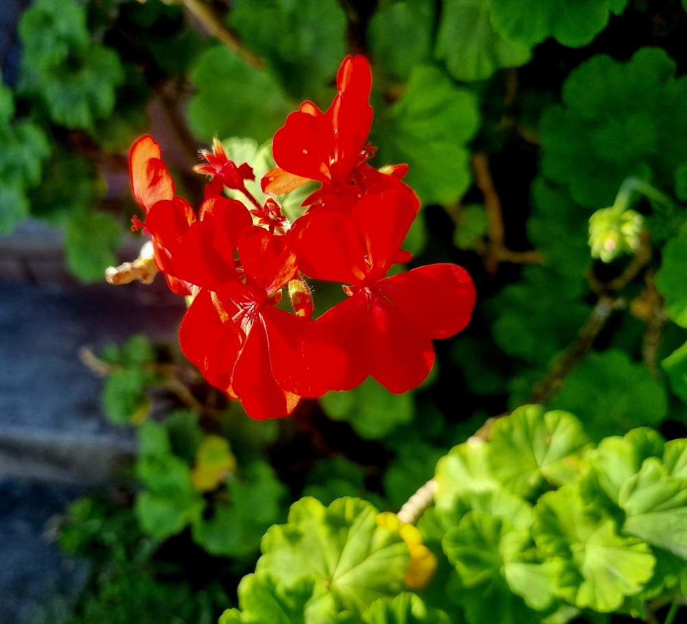 Solve Garden Geranium jigsaw puzzle online with 16 pieces