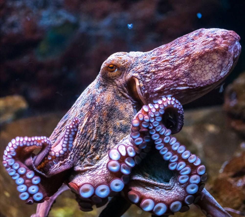 Solve Octopus jigsaw puzzle online with 143 pieces