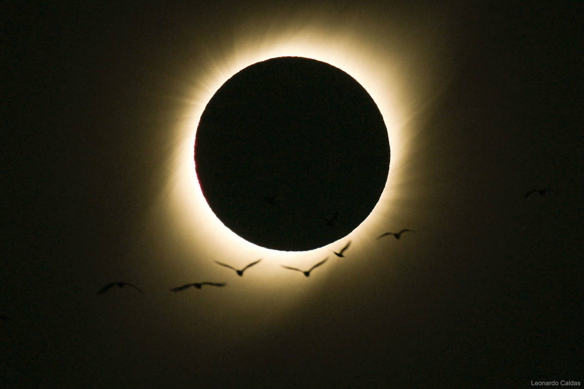Solve “Birds During a Total Solar Eclipse” jigsaw puzzle online with 96 ...