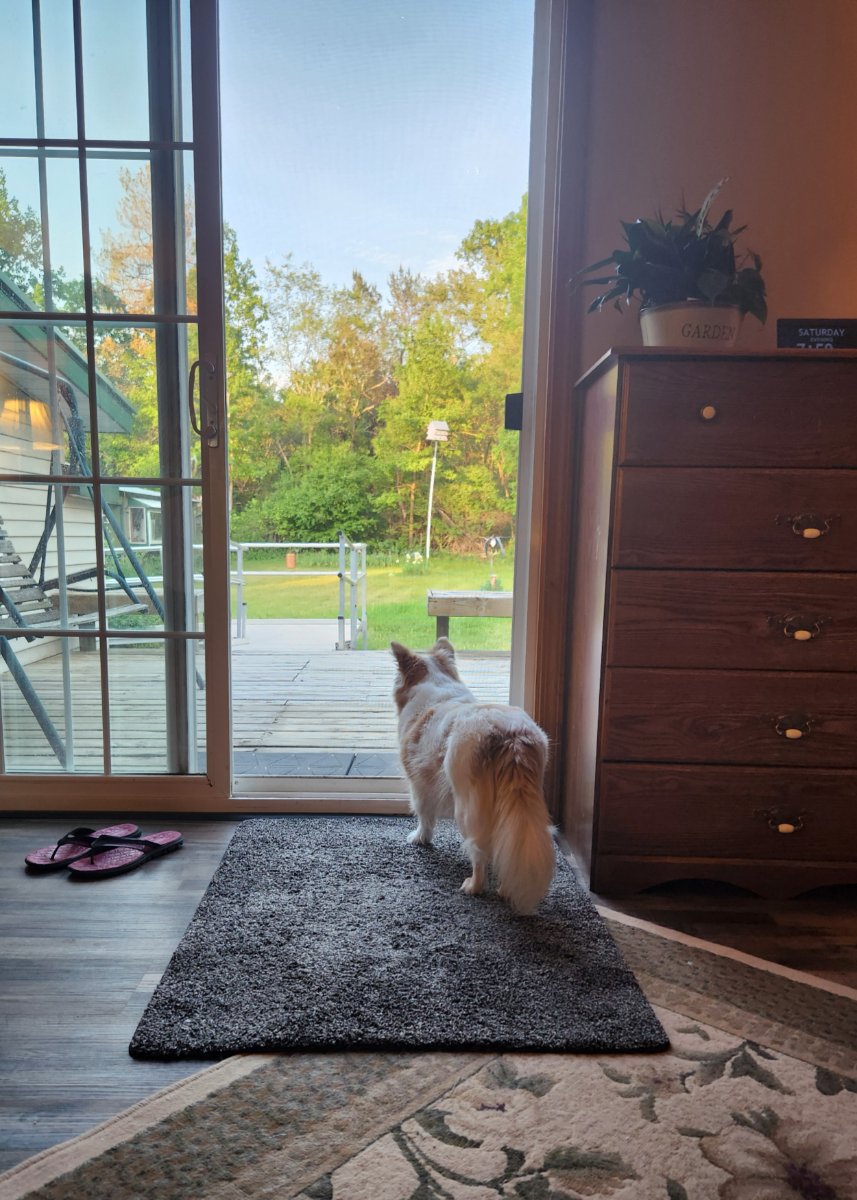 Solve Mabel surveying her back yard jigsaw puzzle online with 24 pieces
