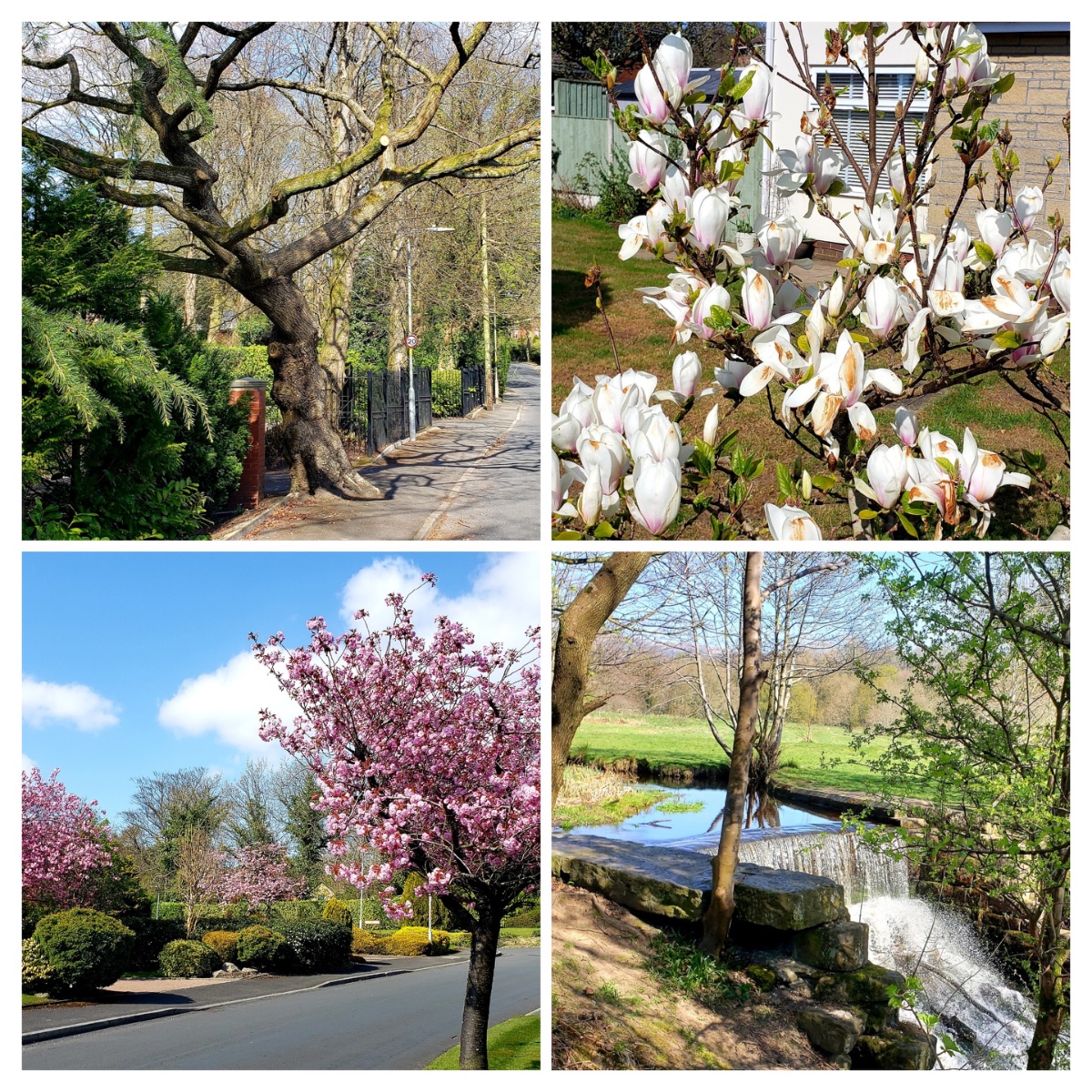 Solve Nature College jigsaw puzzle online with 36 pieces