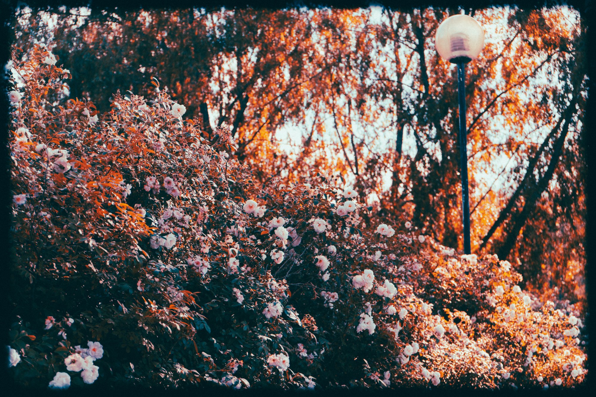 Solve Blooming Park Bushes jigsaw puzzle online with 96 pieces