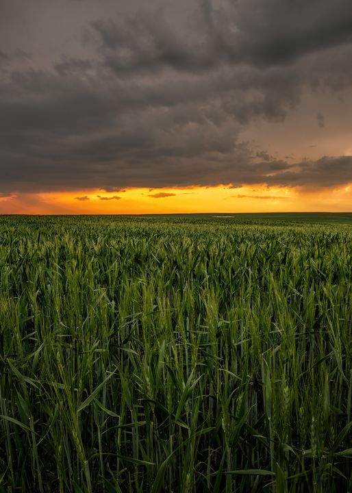 Solve crop and sky jigsaw puzzle online with 108 pieces