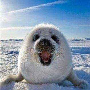 Solve Seal jigsaw puzzle online with 25 pieces