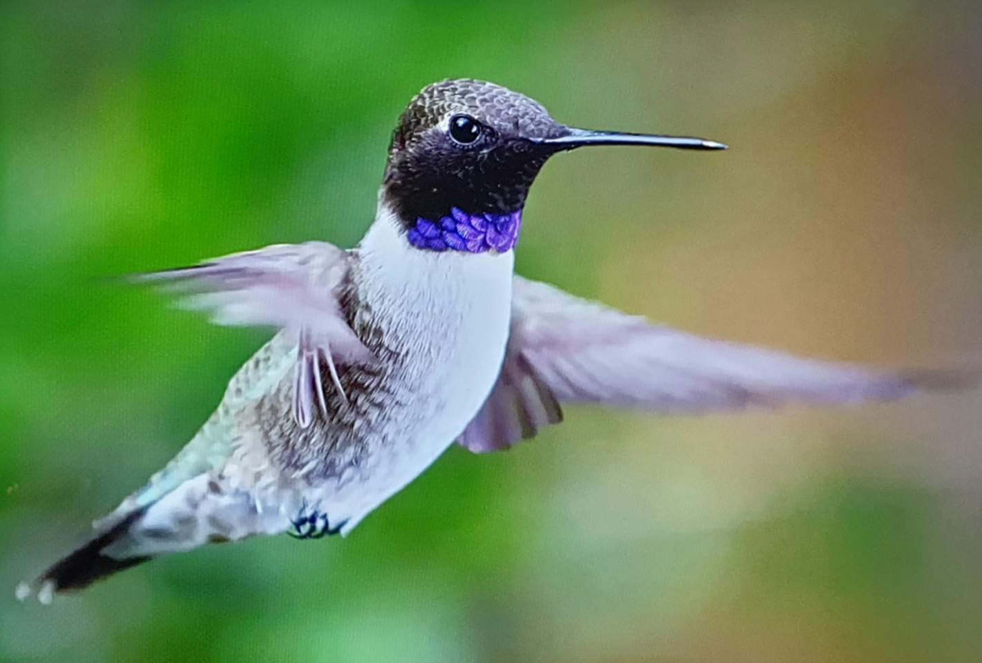 Jigsaw Puzzle | 35 pieces | BLACK-CHINNED HUMMINGBIRD | Jigidi