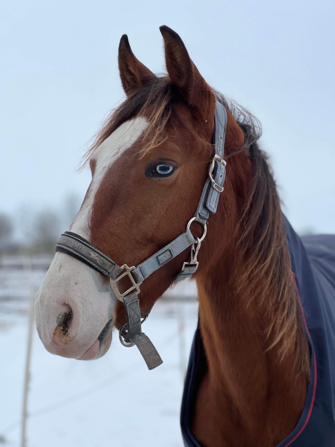 Solve Poco Pop jigsaw puzzle online with 63 pieces