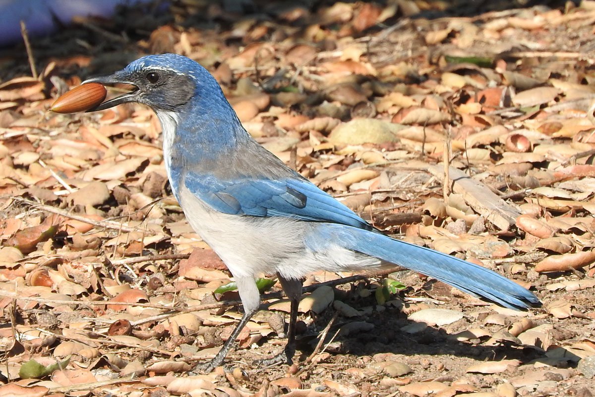 Solve Scrub Jay near Palomar College, San Marcos, California jigsaw ...