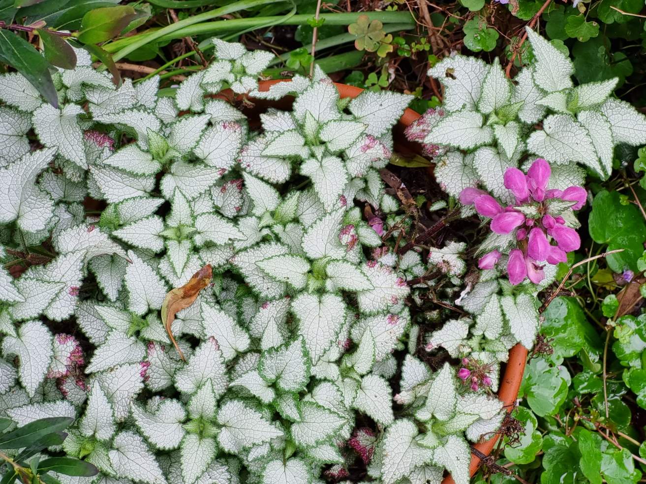 Solve Lamium - Ghost jigsaw puzzle online with 30 pieces