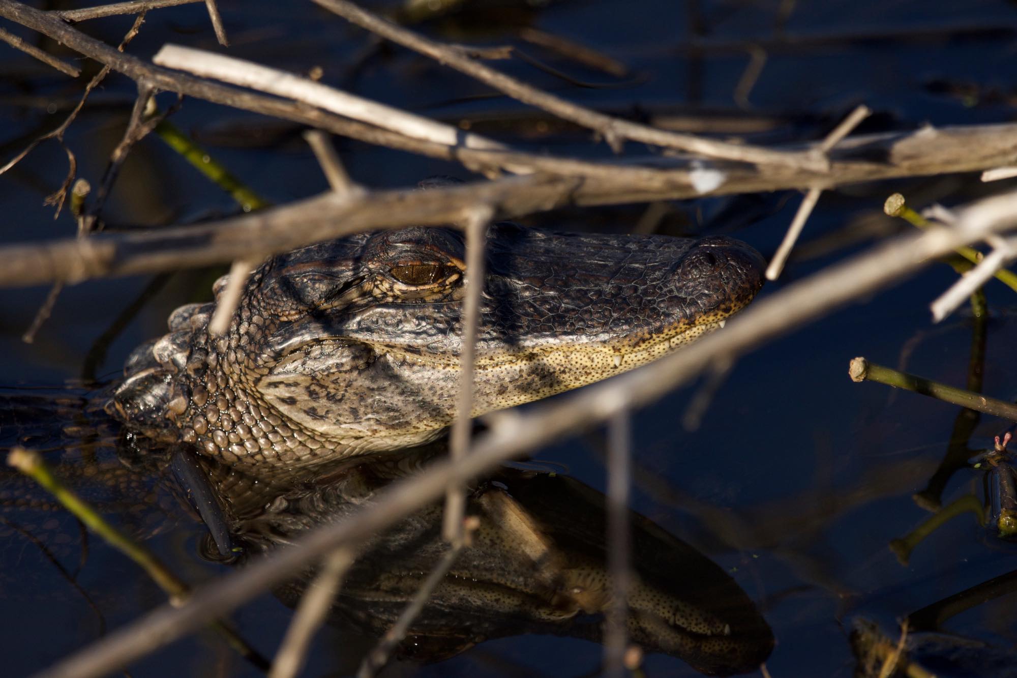 Solve Smiley jigsaw puzzle online with 294 pieces