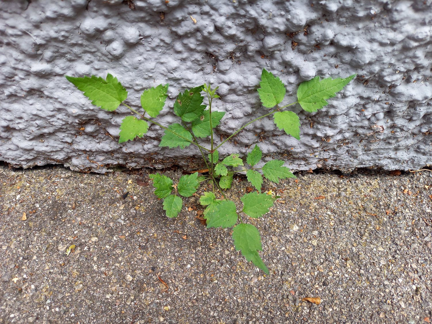 Solve Urban Biodiversity jigsaw puzzle online with 30 pieces