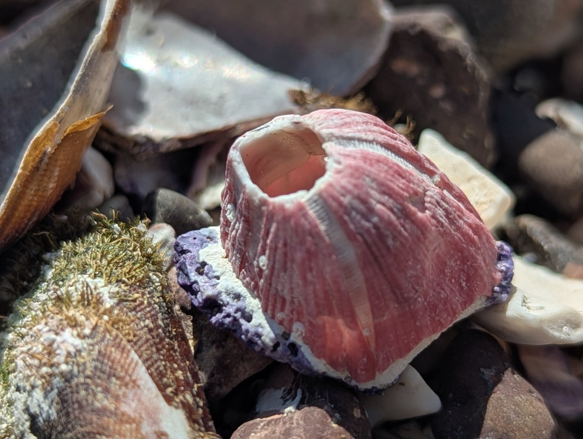 Solve Shell jigsaw puzzle online with 336 pieces