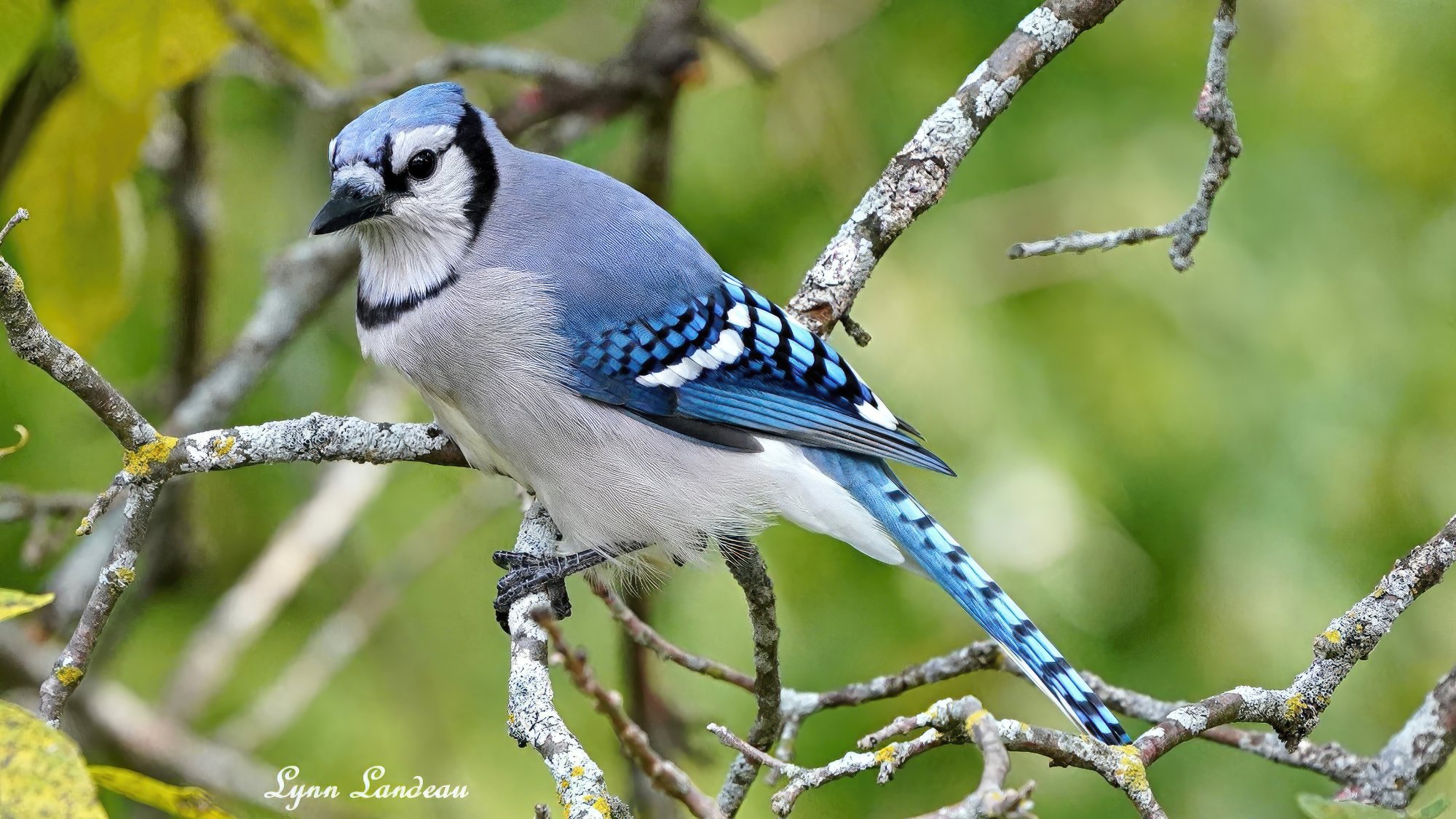 Solve Blue Jay. Plover Wisconsin jigsaw puzzle online with 252 pieces