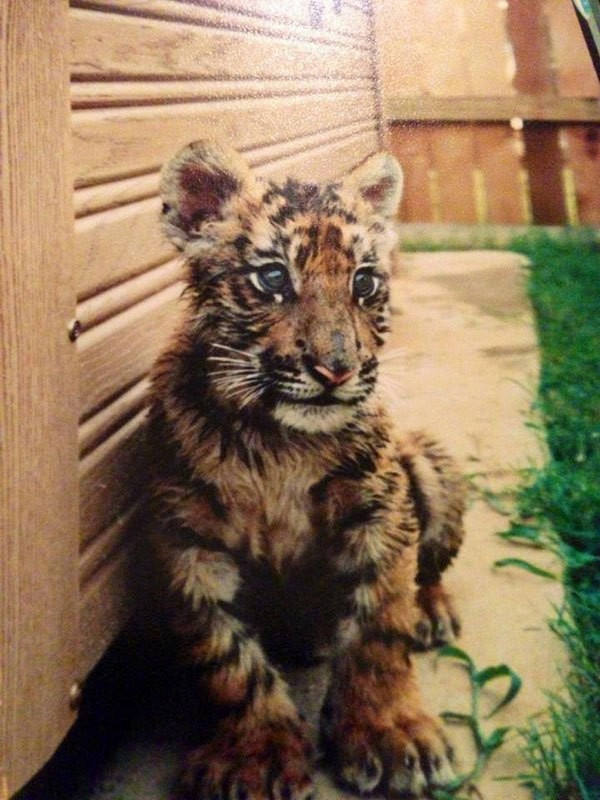 Solve Tiger cub jigsaw puzzle online with 30 pieces