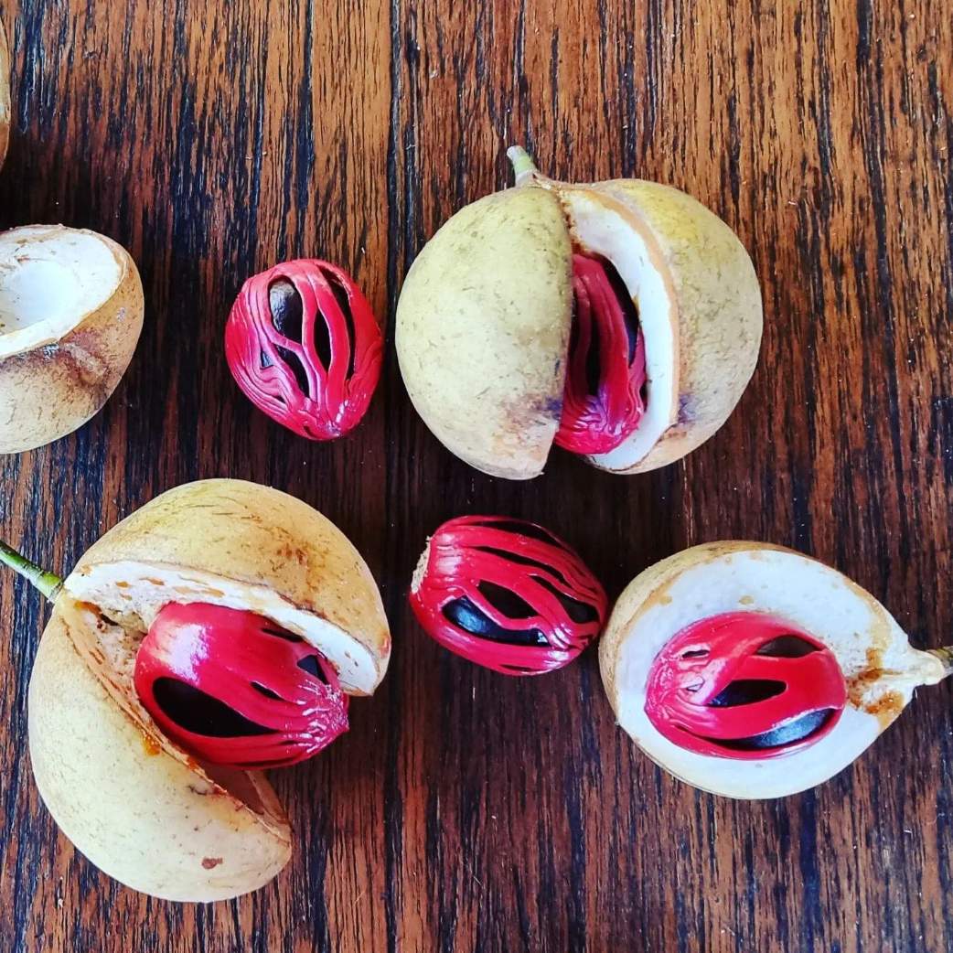 Solve Fresh Pala (Indonesian) or Muskatnuss (German) - NUTMEG! - from a ...