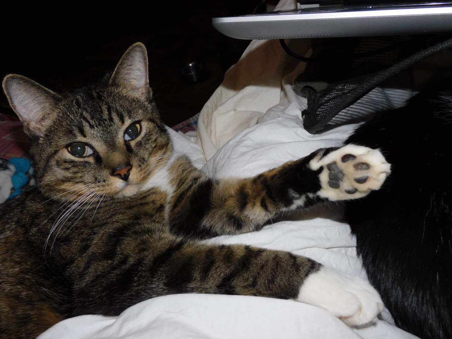 Solve Itty Bitty (large) jigsaw puzzle online with 99 pieces