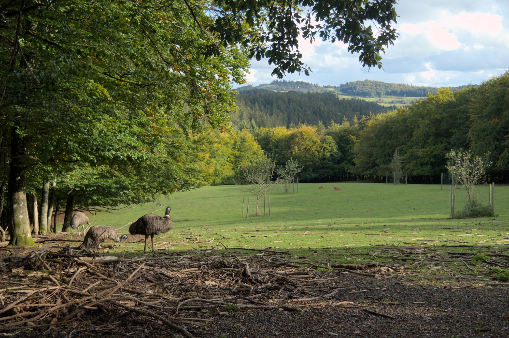 Solve Wildpark Daun jigsaw puzzle online with 600 pieces