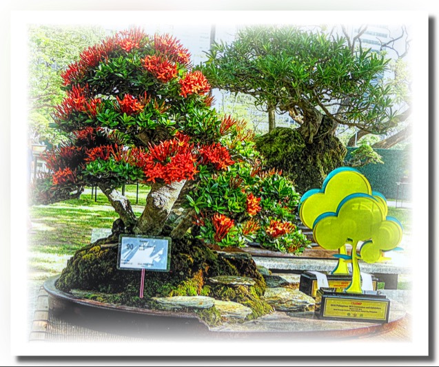 Solve Ixora Chinensis Bonsai jigsaw puzzle online with 9 pieces