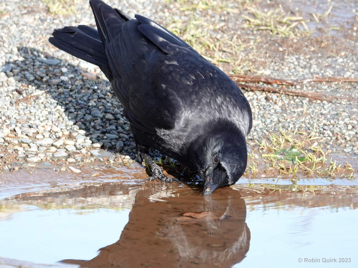 Solve Puddle Drinking jigsaw puzzle online with 63 pieces