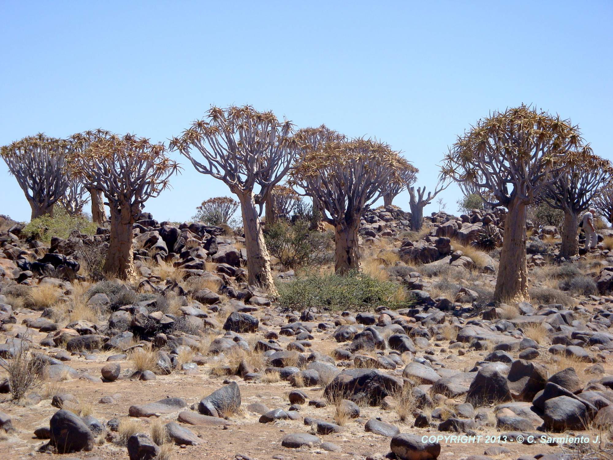 Solve NAMIBIA – On the road to Koës – Quiver Tree Forest jigsaw puzzle ...