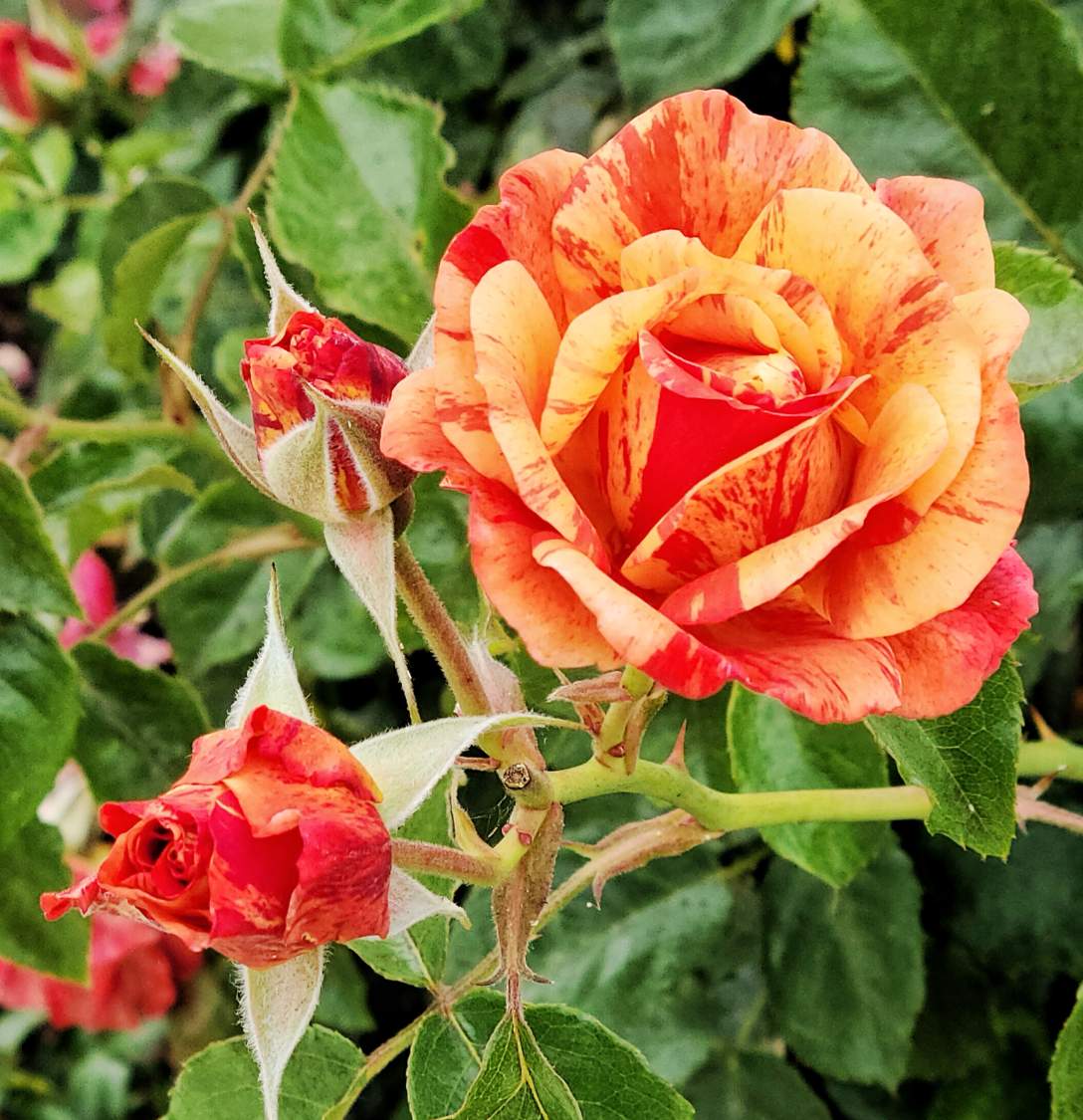 Solve Mottled Rose with Buds jigsaw puzzle online with 72 pieces