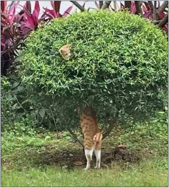 Solve Vtipné foto_Funny photos jigsaw puzzle online with 30 pieces
