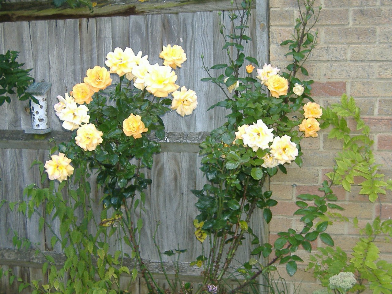 Solve Nature - Rose: Whiskey Mac Giving a Second Flush jigsaw puzzle ...