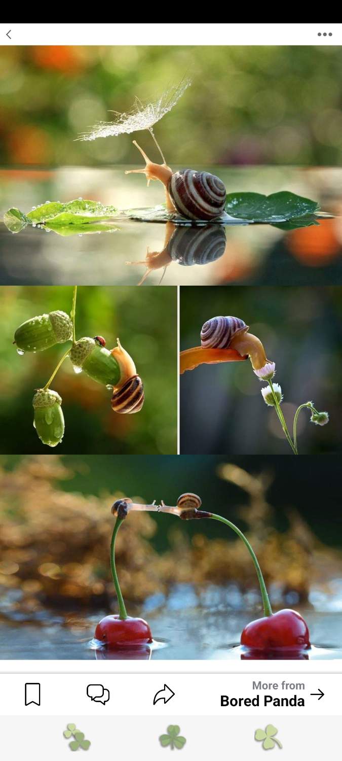 Solve Garden snails jigsaw puzzle online with 84 pieces