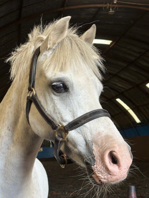 Solve twinkle the Welsh section A pony jigsaw puzzle online with 80 pieces